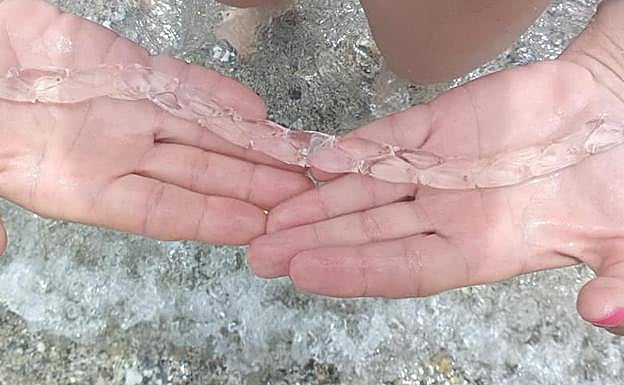Así son las salpas, los desconocidos e inofensivos invertebrados que han inundado las playas de ...
